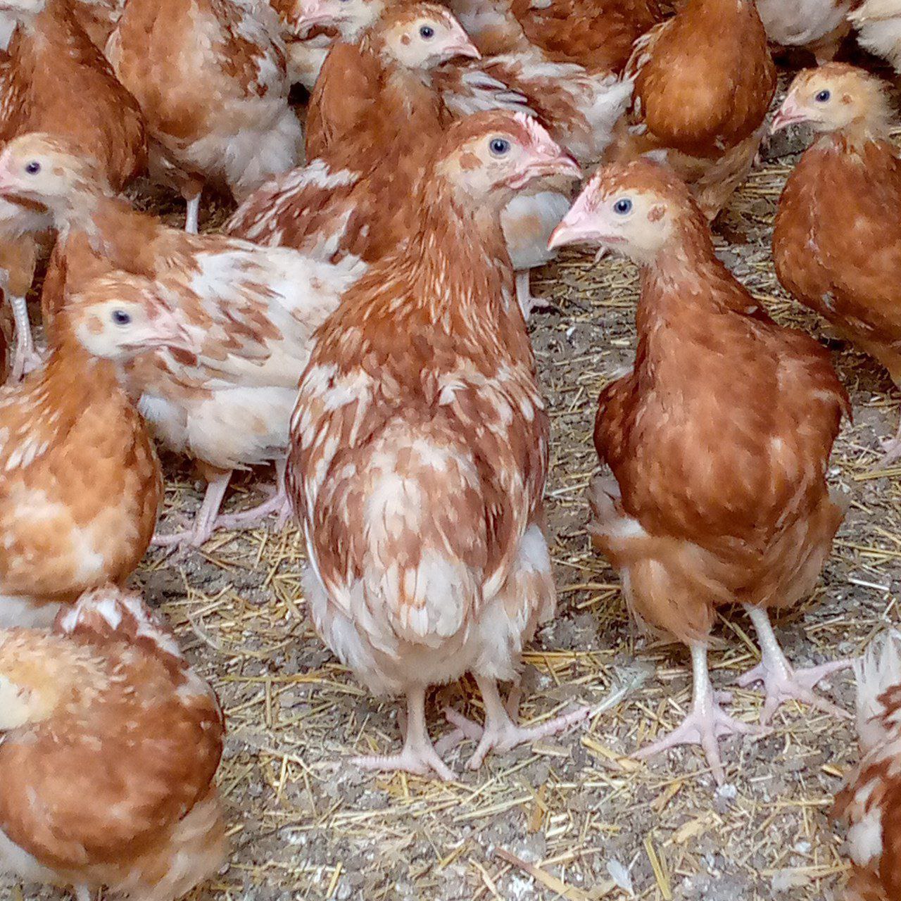 Home - The Agrilancer